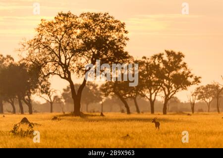 A male Impala silhouetted against golden grass in Zimbabwe's Hwange ...