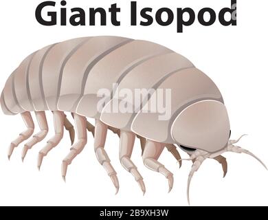 Giant isopod with many legs on white background Stock Vector Image ...
