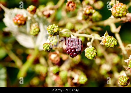 Autumn ripe berries surrounded by vibrant green foliage on bushes in ...