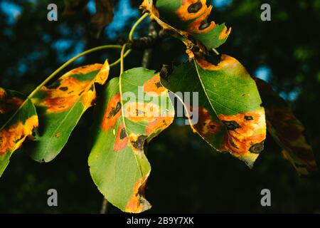 Red spots on the pear leaves. The tree is sick with a fungus Stock ...