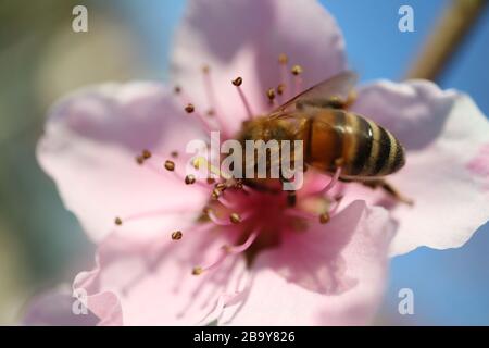 Pink peach blossom with a bee in the garden Stock Photo - Alamy