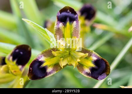 Black-widow Iris (Hermodactylus tuberosus) flowering, growing on ...