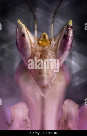 Orchid Mantis Close Up Detail Stock Photo - Alamy