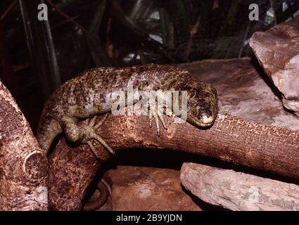 Solomon Islands skink (Corucia zebrata), a.k.a. prehensile-tailed skink ...