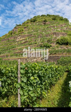 Vineyards of the winegrowing Ahr Valley, known for its red wine ...