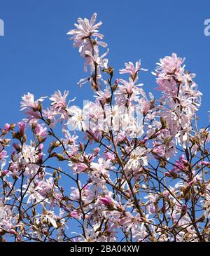 small magnolia tree with pink flowers. large number of magnolia flowers ...