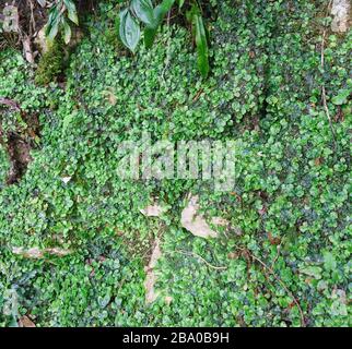 yew-boxwood grove in Sochi, Khosta, Russia. Yew tree and boxwood tree ...