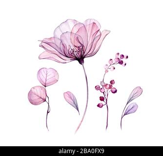 Watercolor floral set. Transparent flowers and leaves. Collection of ...