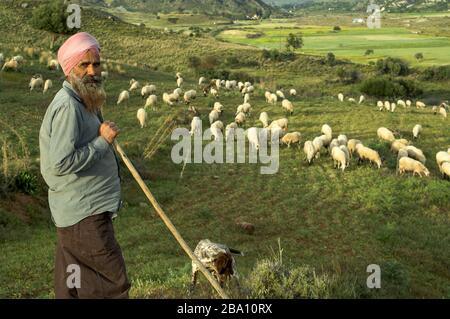 Cypriot Shepherd watching over his sheep, early evening Cyprus Stock ...