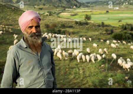 Cypriot Shepherd watching over his sheep, early evening Cyprus Stock ...