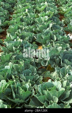 Healthy crop of cabbages growing in a field, Cyprus Stock Photo - Alamy