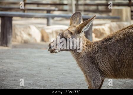 Side profile kangaroo portrait head neck only Stock Photo: 238406262 ...