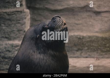 Sea lions are characterized by external ear flaps, long fore flippers ...