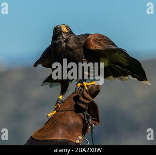 harris hawk on handler's leather glove Stock Photo - Alamy