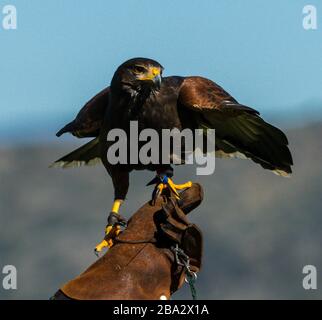 harris hawk on handler's leather glove Stock Photo - Alamy