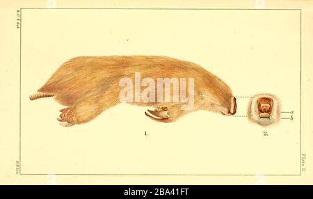 The southern marsupial mole (Notoryctes typhlops), also known as the ...