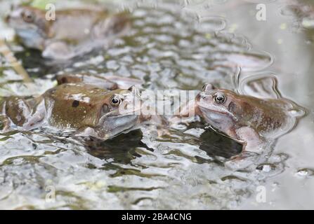 Peebles Scottish Borders, UK .25th March 20 . Wildlife European common ...