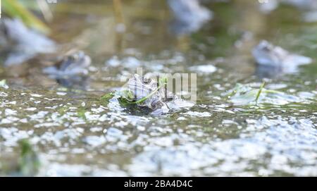 Peebles Scottish Borders, UK .25th March 20 . Wildlife European common ...