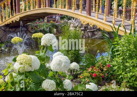 blooming hydrangea flower and park scenery in Fukuoka, Japan Stock ...