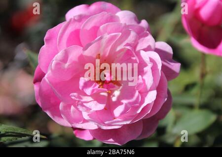 Coral rose flower in roses garden. Top view. Soft focus Stock Photo - Alamy