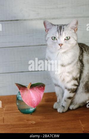 Nice aroma concept - cat sitting behind the nice scent flower Stock ...