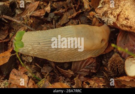 Yellow cellar slug (Limacus flavus) crawling against a white background ...