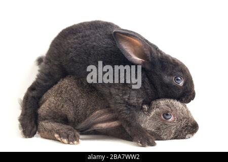 Two Cute Black and gray rex rabbits isolated on white background Stock ...