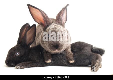 Two Cute Black and gray rex rabbits isolated on white background Stock ...