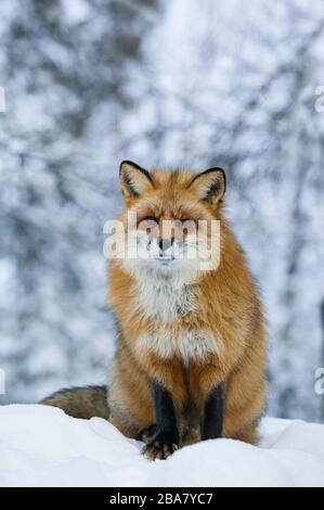 Red fox (Vulpes vulpes) in wintertime, Hesse, Germany, Europe Stock ...