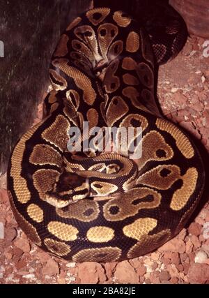 ball python, royal python (Python regius), breed Bell's Ghost Stock ...