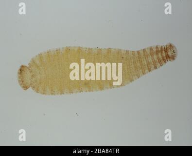 Leeches swim in the pond Stock Photo - Alamy