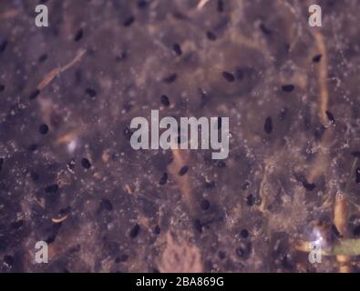 Frog corpse and tadpoles in the pond Stock Photo - Alamy
