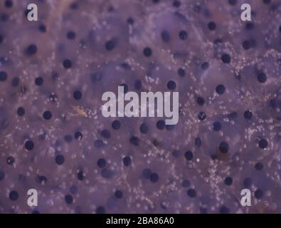 Frog corpse and tadpoles in the pond Stock Photo - Alamy