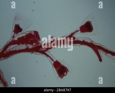 Freshwater polyps under the microscope 100x Stock Photo - Alamy