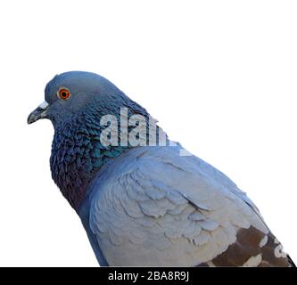 singing dove isolated on white background Stock Photo - Alamy