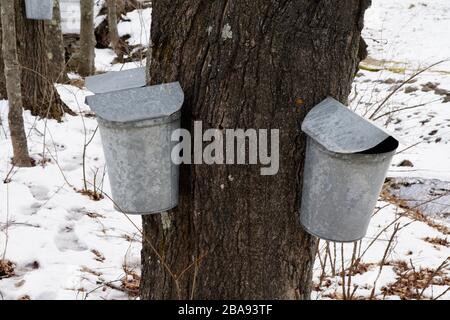 Maple juice collection in upstate New York Stock Photo - Alamy