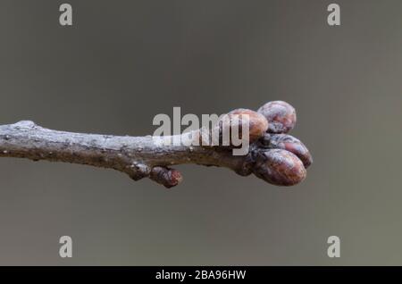 Post Oak, Quercus stellata, buds Stock Photo - Alamy