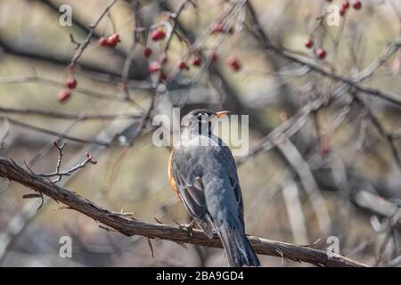 bird Robin sitting on a branch of a flowering pink Apple tree in the ...