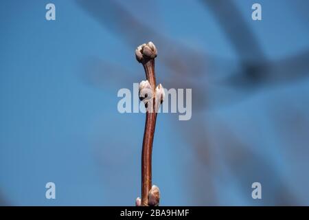 Box Elder Maple Buds Sprouting in Springtime Stock Photo - Alamy