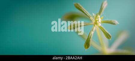 Selective focus of a beautiful flower for wallpaper and background ...