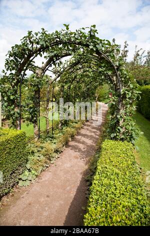 Fruit tree tunnel. Trained fruit trees over and arch Stock Photo - Alamy