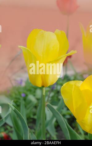 Tulip Yellow Golden Parade. Beautiful yellow tulips. Beautiful tulips ...