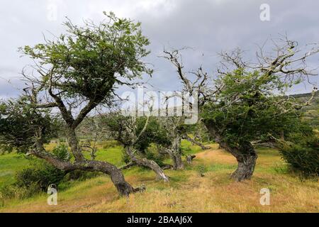 Trees at Villa Serrano, Torres de Paine, Magallanes and Chilean ...