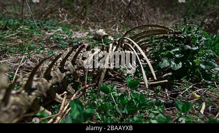 Bones of dead deer animal in dry grass. Skull and decayed bones ...