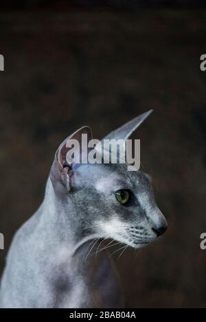 Hairless Peterbald cat Stock Photo - Alamy