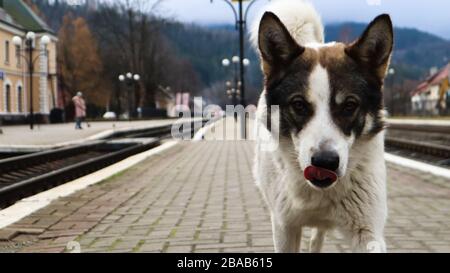 Portrait of a dog on railroad tracks. Labrador Retriever Stock Photo ...