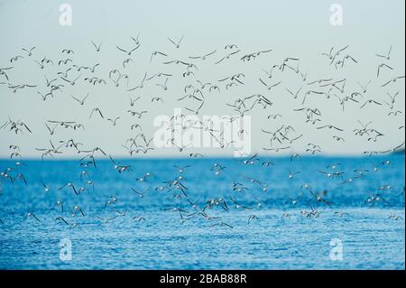 The flock of Sanderlings flying over ocean, Galveston, Texas, USA Stock ...