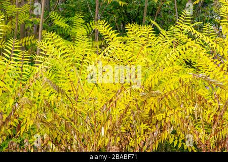 Sumac,Rhus, growing in a nature park, Bluff Creek Trail in Oklahoma ...