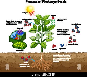 Diagram showing photosynthesis with sun, leaf, molecules Stock Vector ...