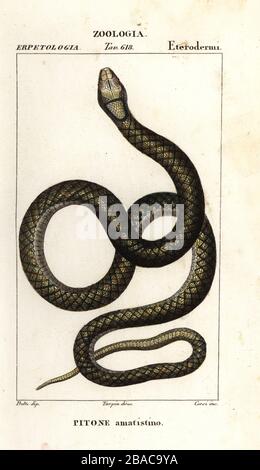 Simalia amethistina / Scrub python Stock Photo - Alamy